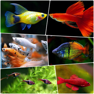 AuShrimphome – Australia Shrimp Home™