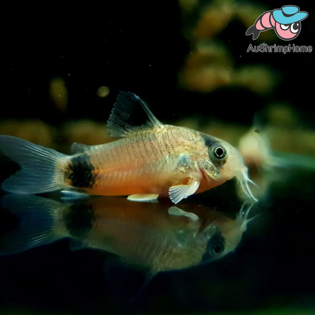 Corydoras Panda Catfish for Sale Australia | Aquarium Fish for Sale ...