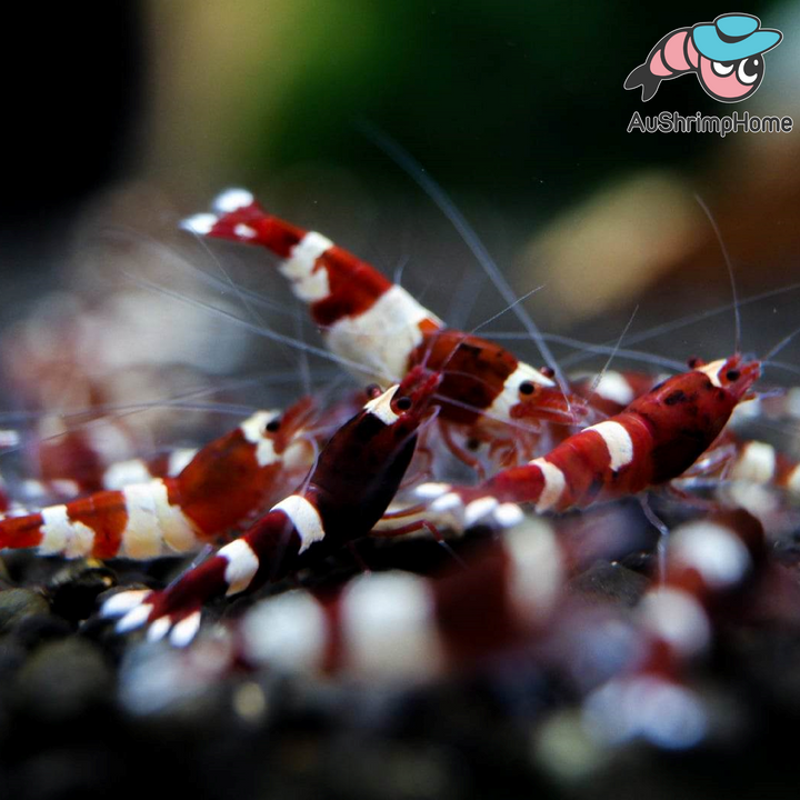 Live Shrimps – Australia Shrimp Home™