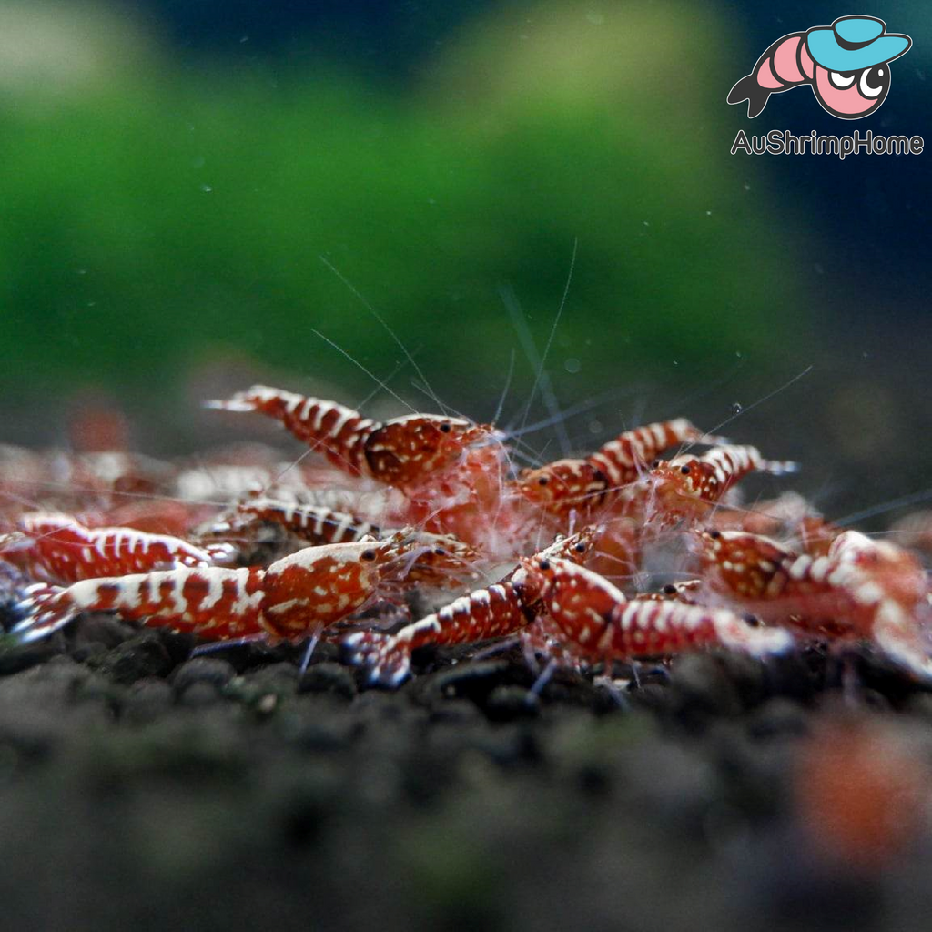 Red Galaxy Snowflake Fishbone | Galaxy Shrimp for Sale Australia ...