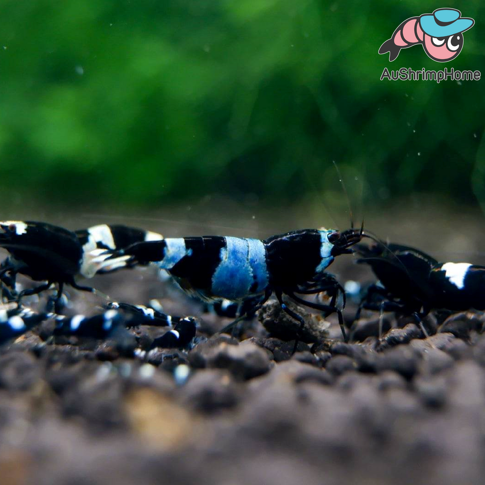 Panda Shrimp | Taiwan Bee Shrimps for Sale Australia | AuShrimpHome ...