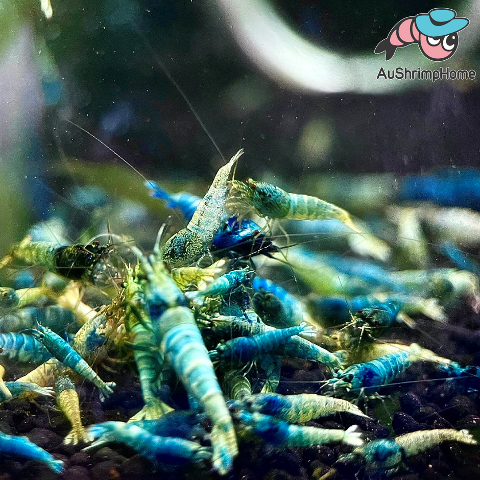 Live Shrimps – Australia Shrimp Home™