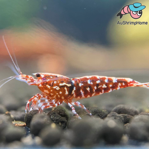 Red Galaxy Snowflake Fishbone | Galaxy Shrimp for Sale Australia ...