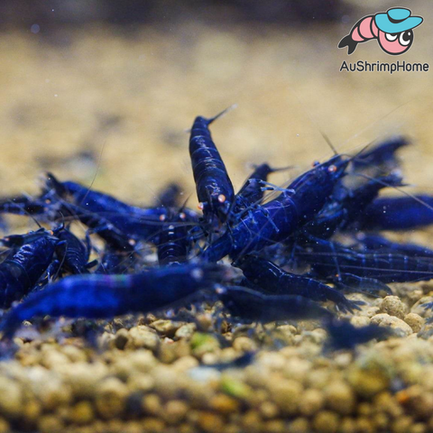 OEBT Tiger Shrimps for SALE | Aquarium Shrimps Australia| AuShrimpHome ...