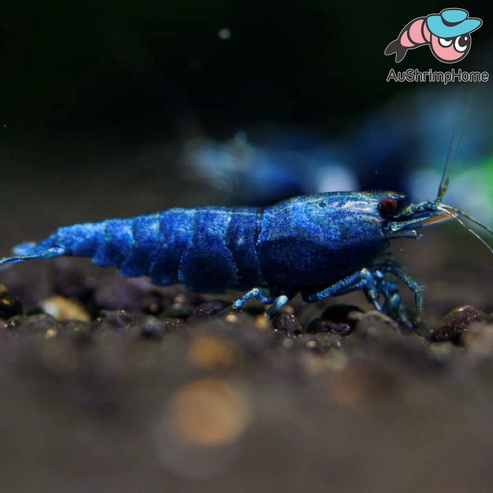 Extreme Blue Bolt Shrimps Aquarium | Caridinar Shrimp for Sale ...