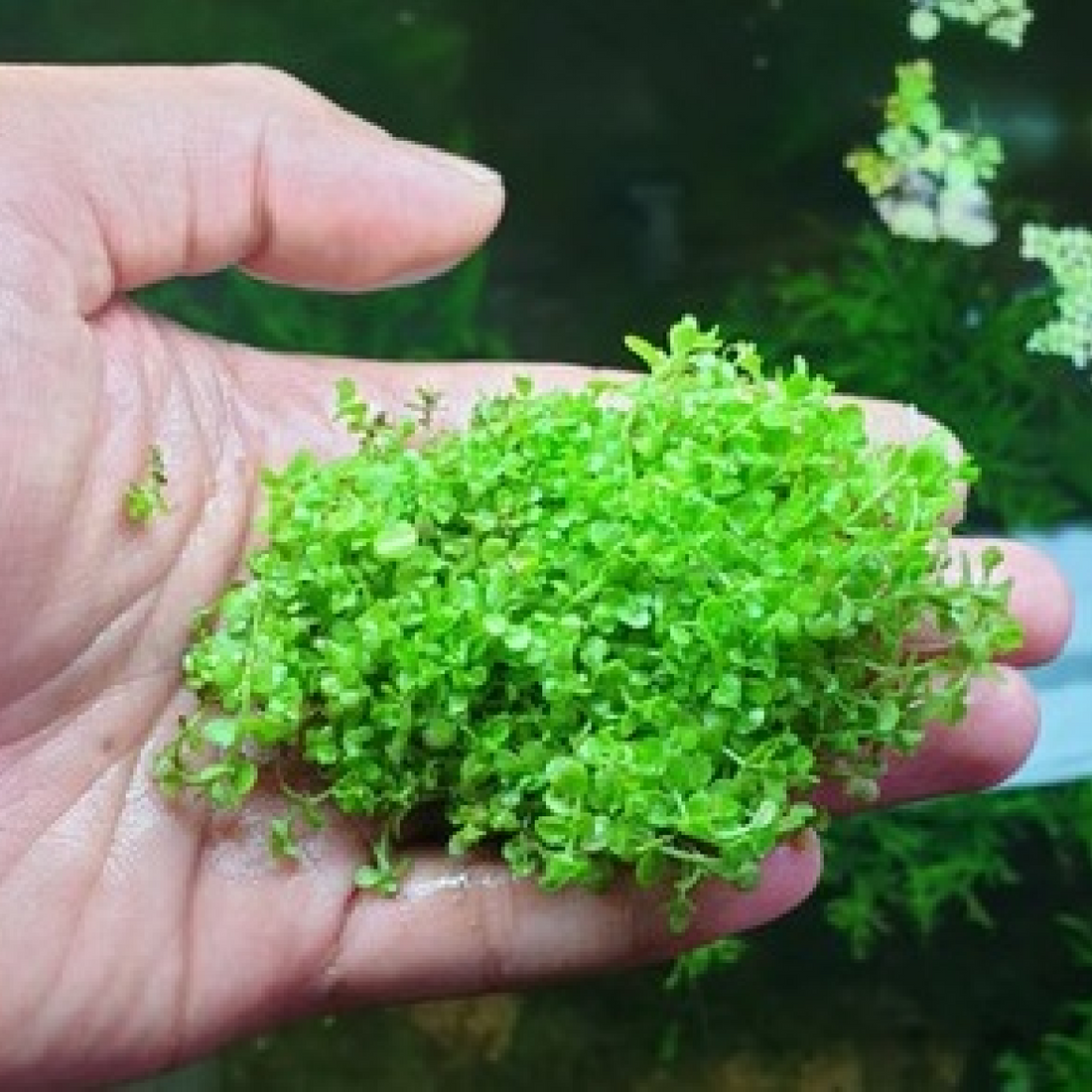 Lush and Vibrant Micranthemum Callitrichoides 'Cuba': Transform Your ...