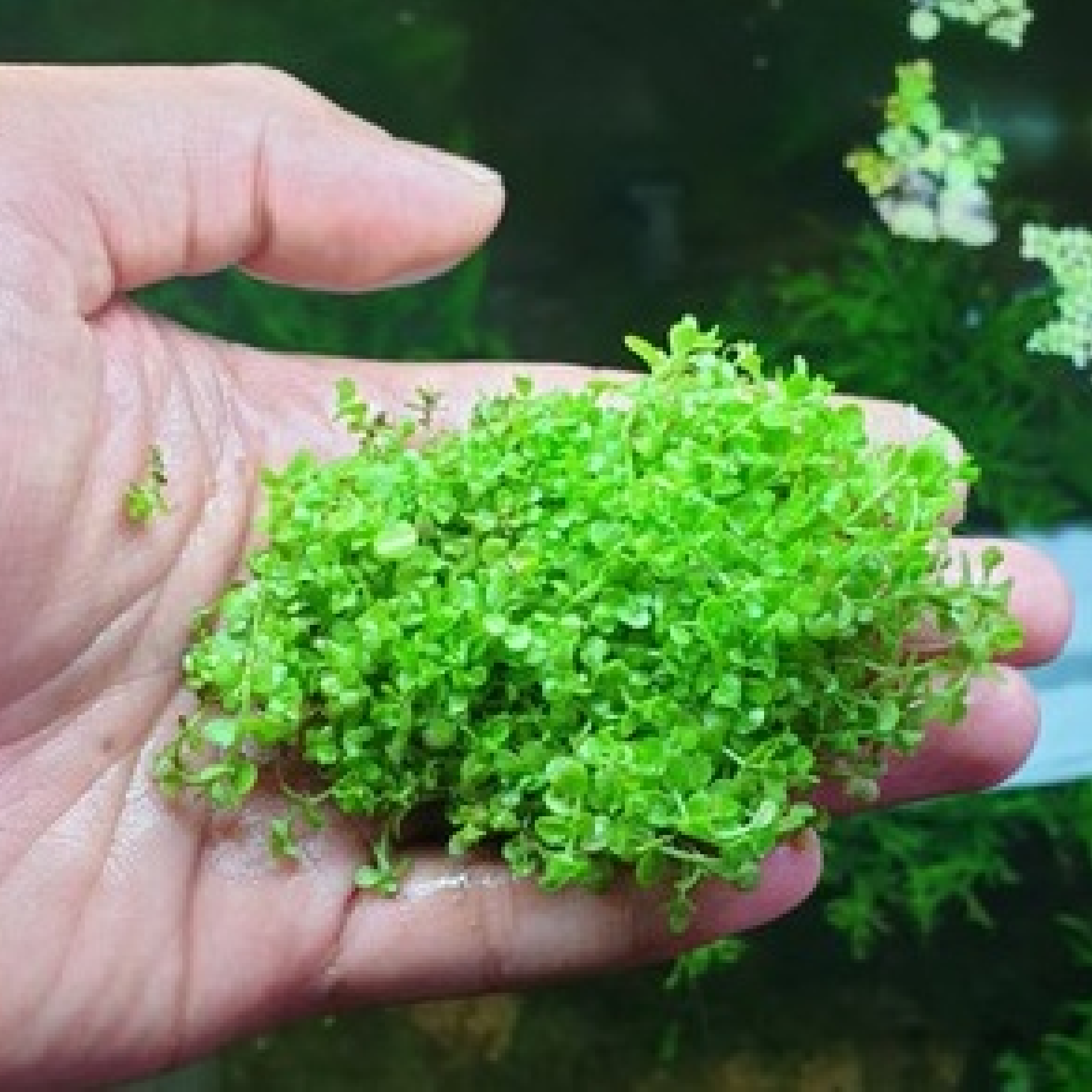 Lush and Vibrant Micranthemum Callitrichoides 'Cuba': Transform Your ...