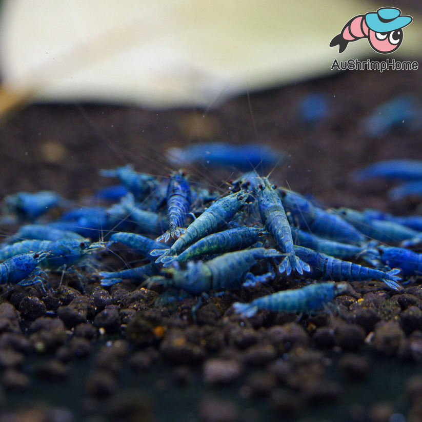 Extreme Blue Bolt Shrimps Aquarium | Caridinar Shrimp for Sale ...