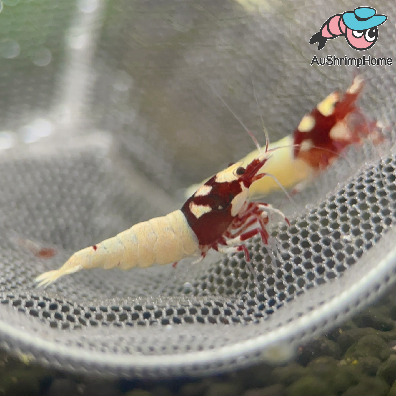 Pinto Mosura Spotted Red Head Shrimp | Caridinar Shrimp for Sale ...