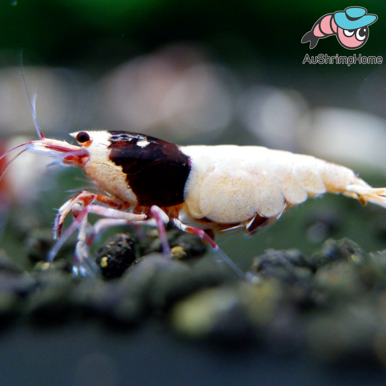 Red Mosura Shrimp Red Head Shrimp | Caridinar Shrimp for Sale Australia ...