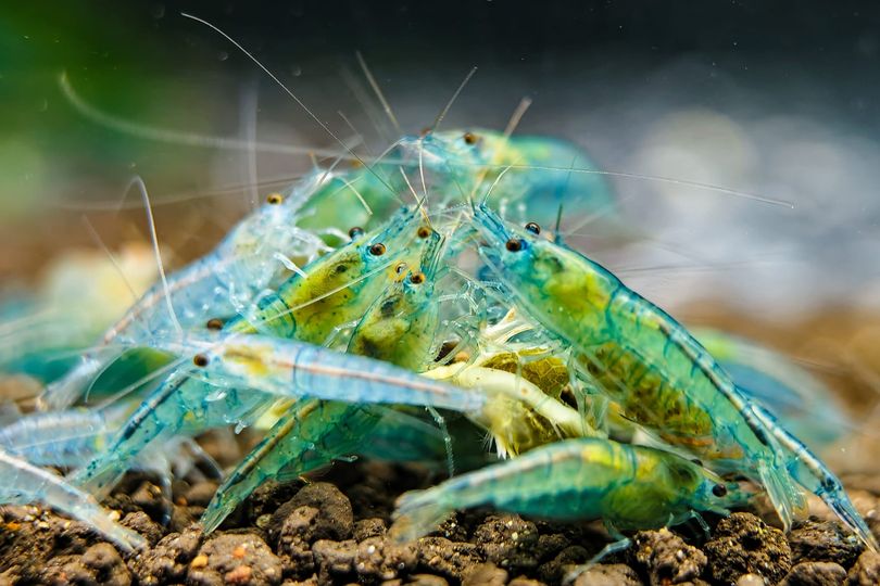 Blue Dream Shrimp| Blue Cherry Shrimp for Sale Australia | AuShrimpHome ...