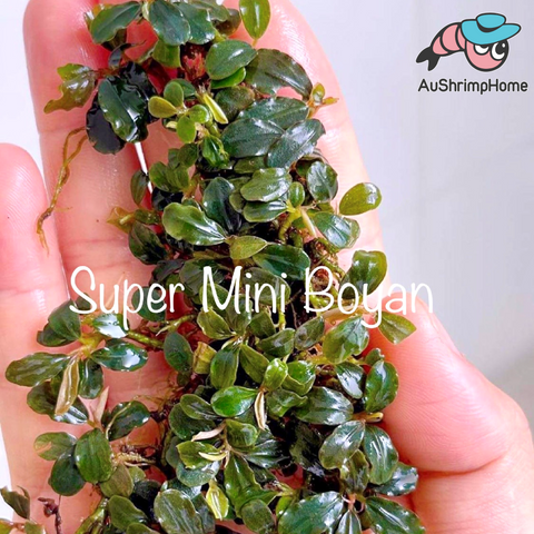 Exquisite Super Mini Boyan Bucephalandra: Captivating Aquatic Plant for ...