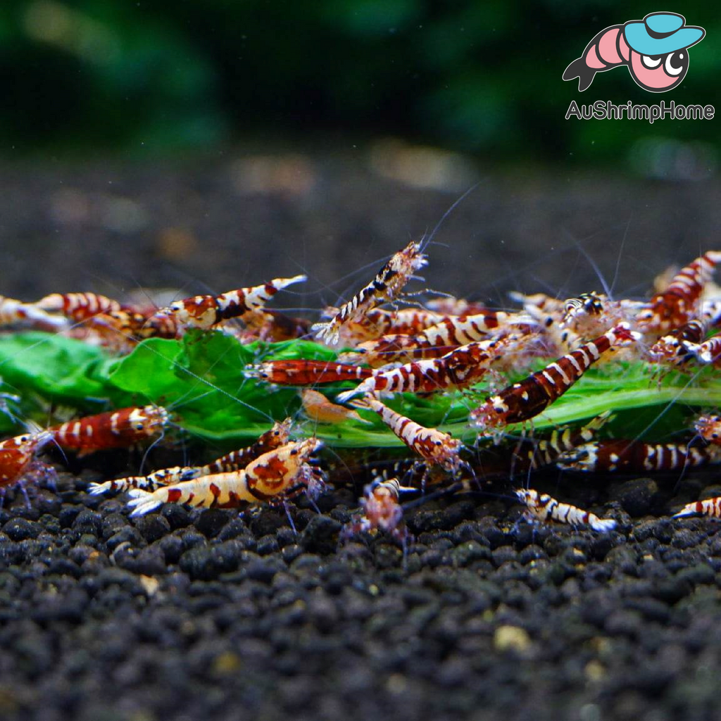 Red Galaxy Fish Bone Pinto Shrimp | Galaxy Shrimp for Sale Australia ...