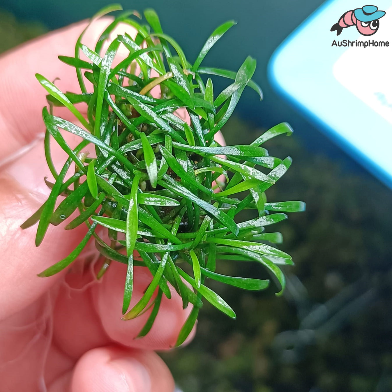 Crypt Parva | Cryptocoryne Parva Aquarium Plant | AuShrimpHome ...