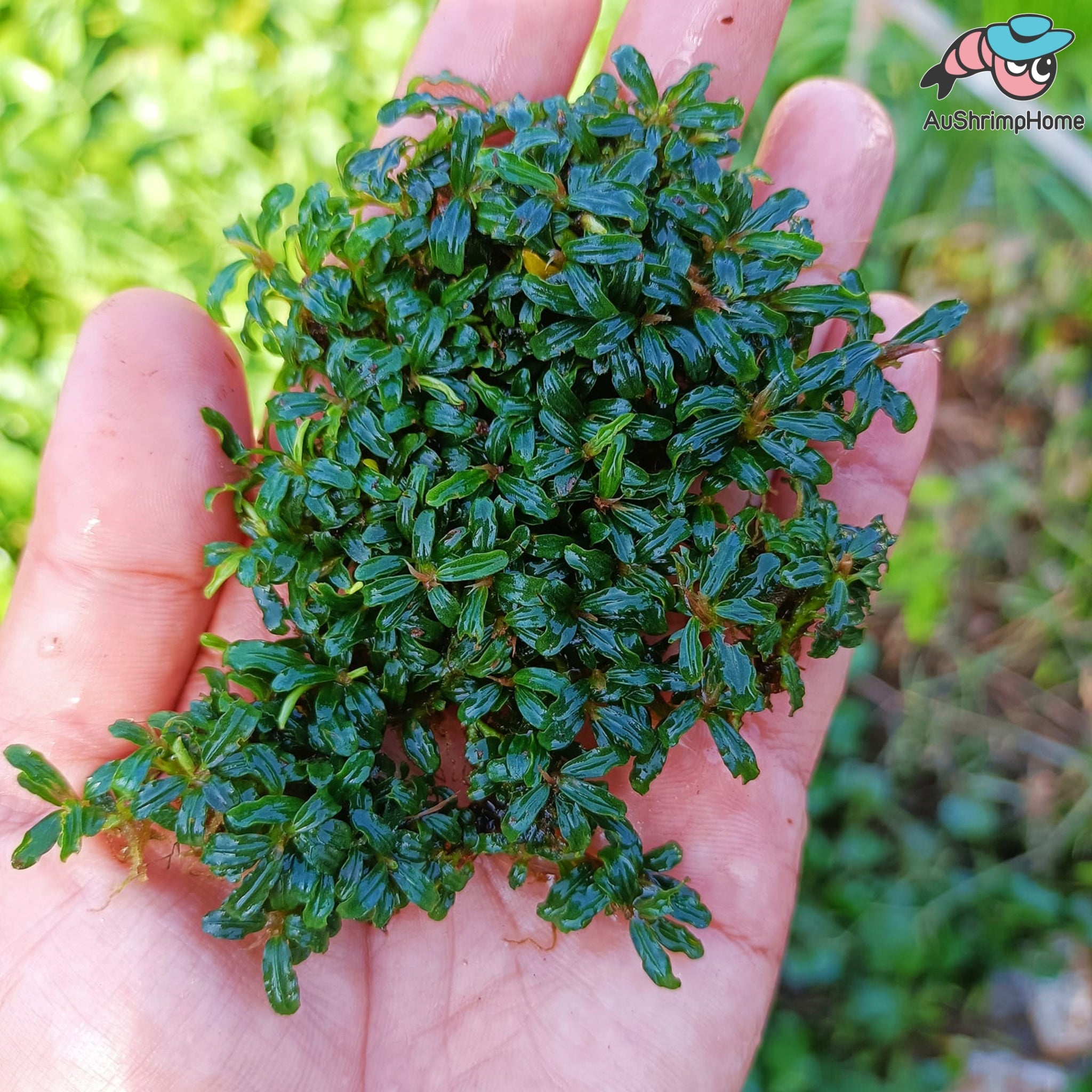 Aquatic Bucephalandra Plant for SALE Australia |Aquatic Buce Plants ...