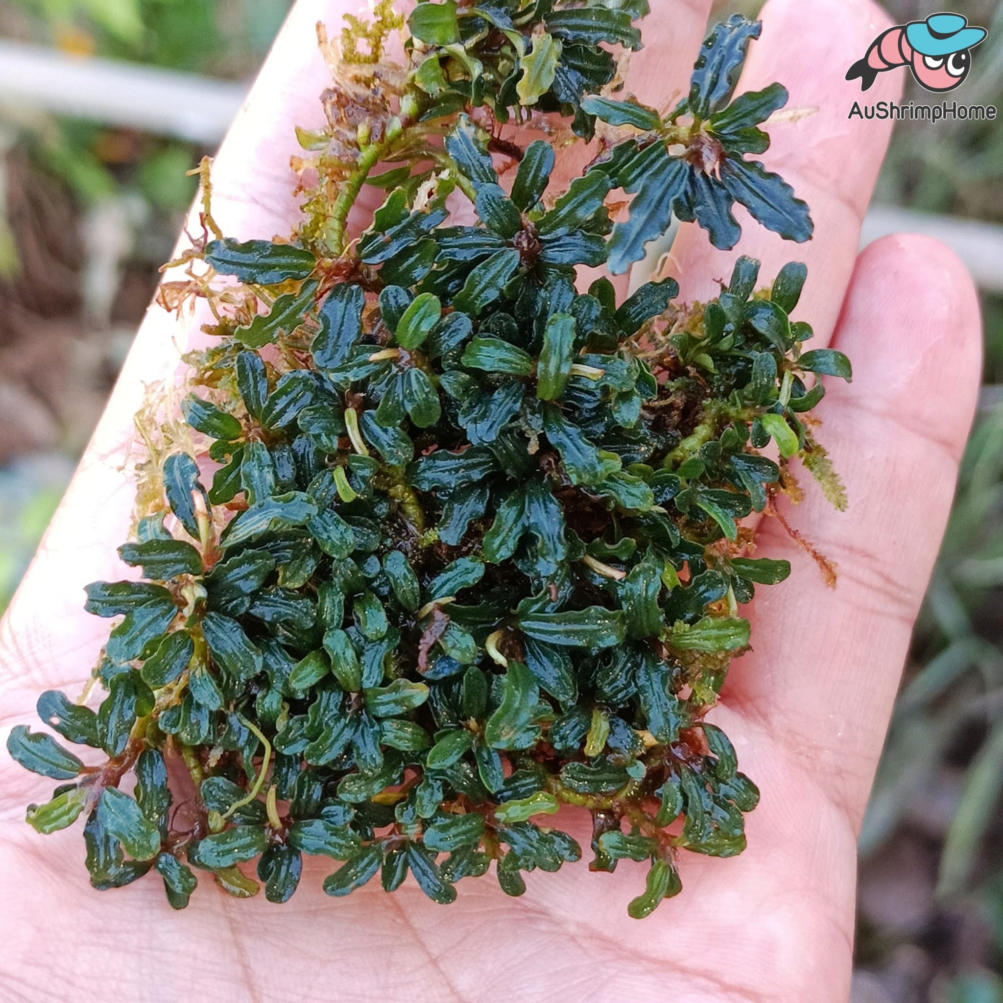 Aquatic Bucephalandra Plant for SALE Australia |Aquatic Buce Plants ...