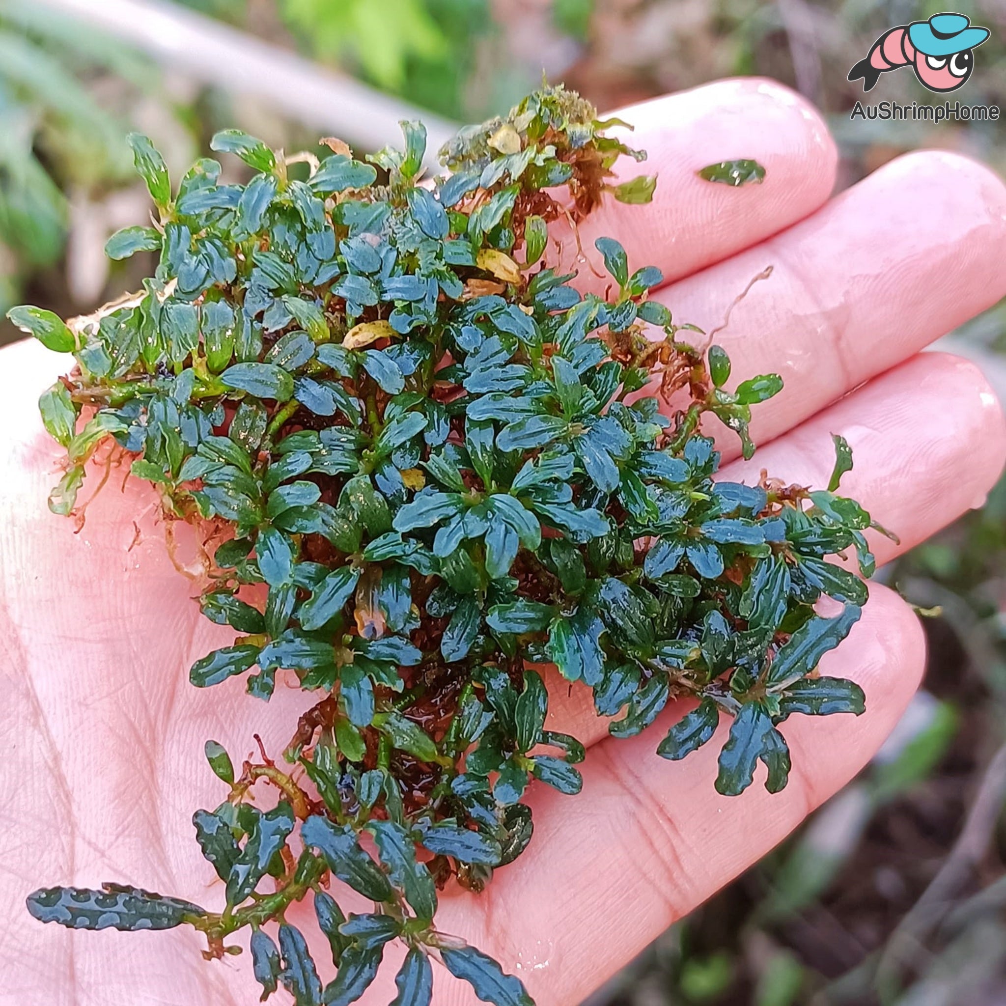 Aquatic Bucephalandra Plant for SALE Australia |Aquatic Buce Plants ...