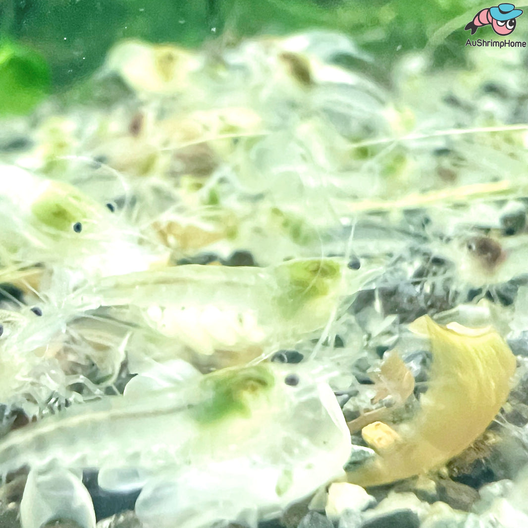 Live Shrimps – Australia Shrimp Home™