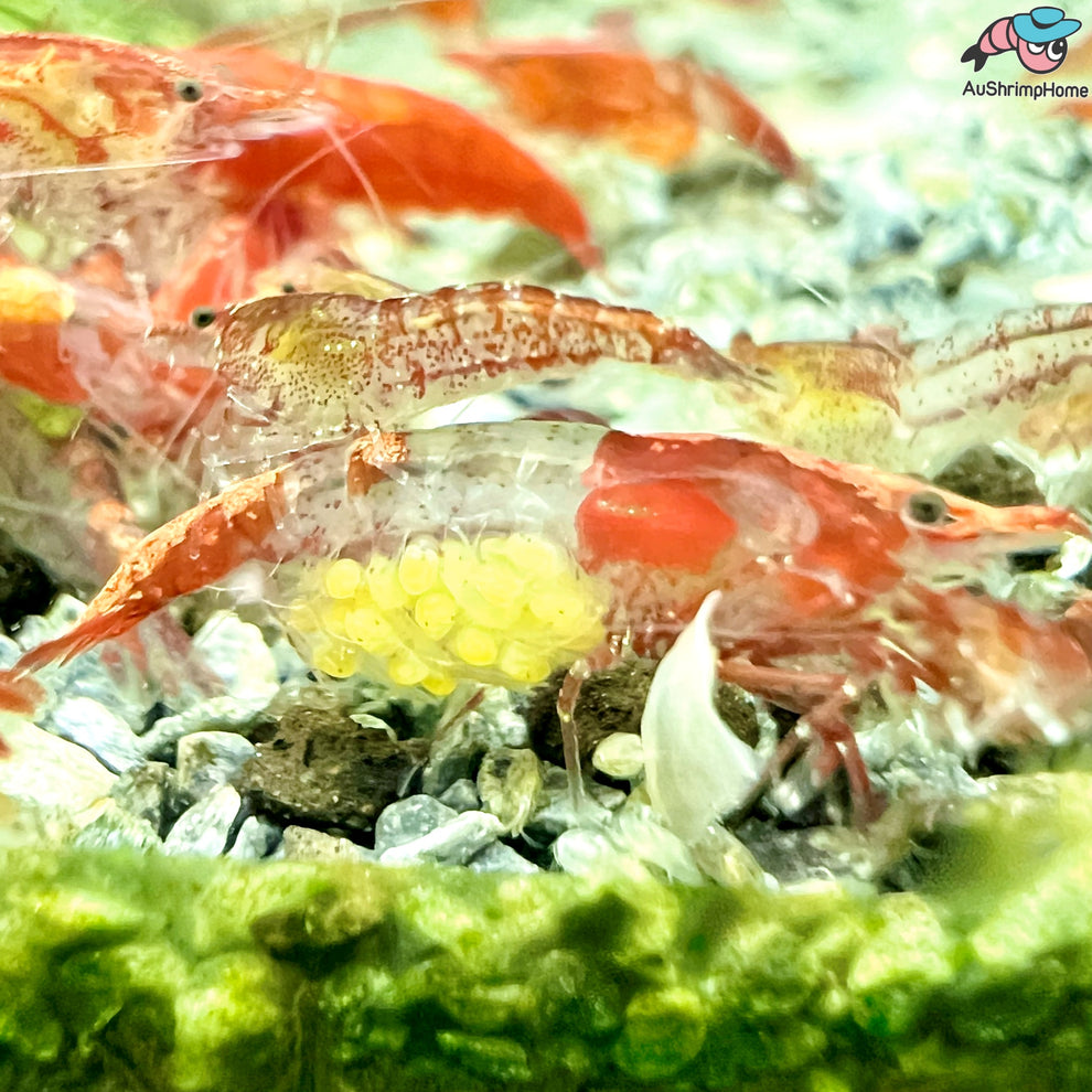 Red Rili Cherry Shrimp| Neocaridina Shrimp for Sale Australia ...