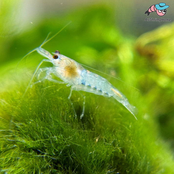 Blue Dream Shrimp| Blue Cherry Shrimp for Sale Australia | AuShrimpHome ...