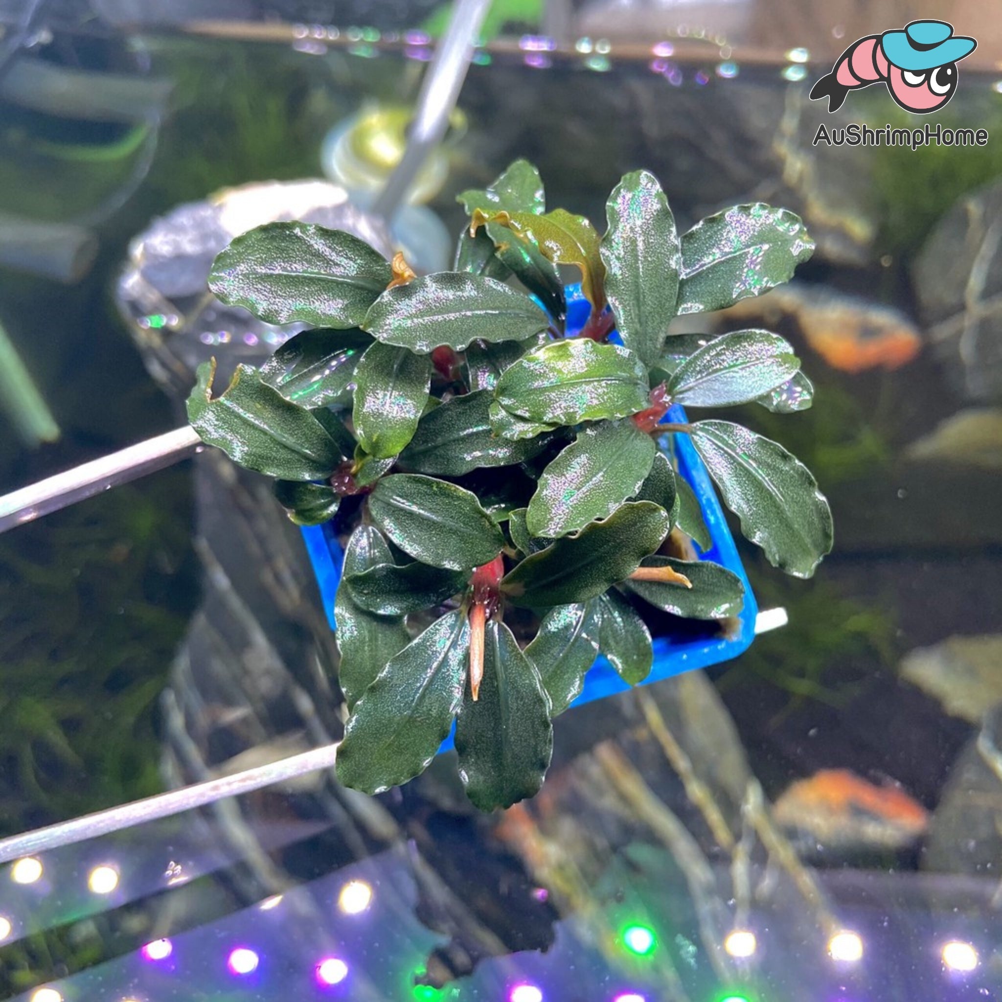 Aquatic Bucephalandra Plant for SALE Australia |Aquatic Buce Plants ...