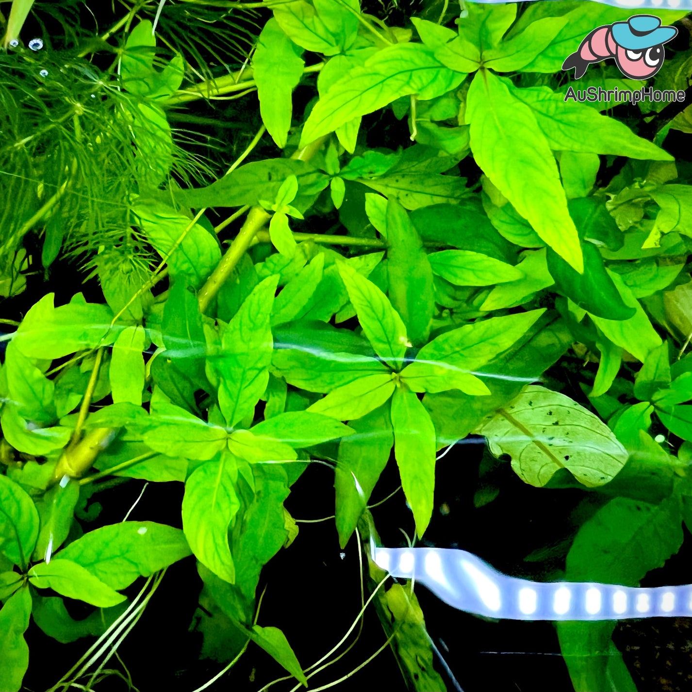 Blue Stricta for Sale | Aquarium Plant for sale Online Australia ...