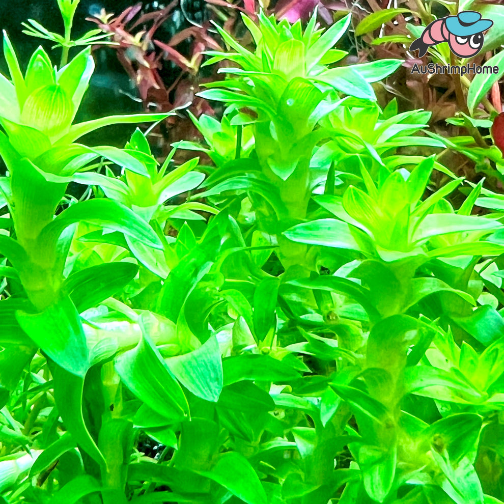 Tonina Fluviatilis Plants for Sale| Aquatic Plants for sale Australia ...