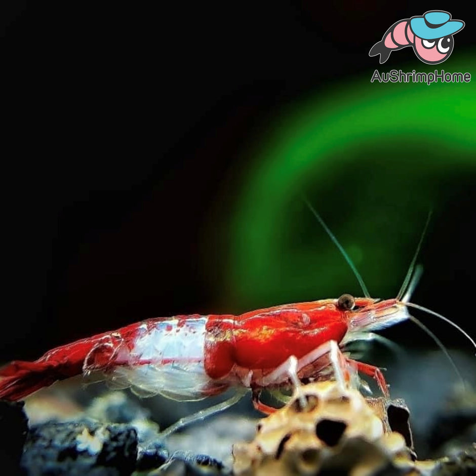 AuShrimphome – Australia Shrimp Home™