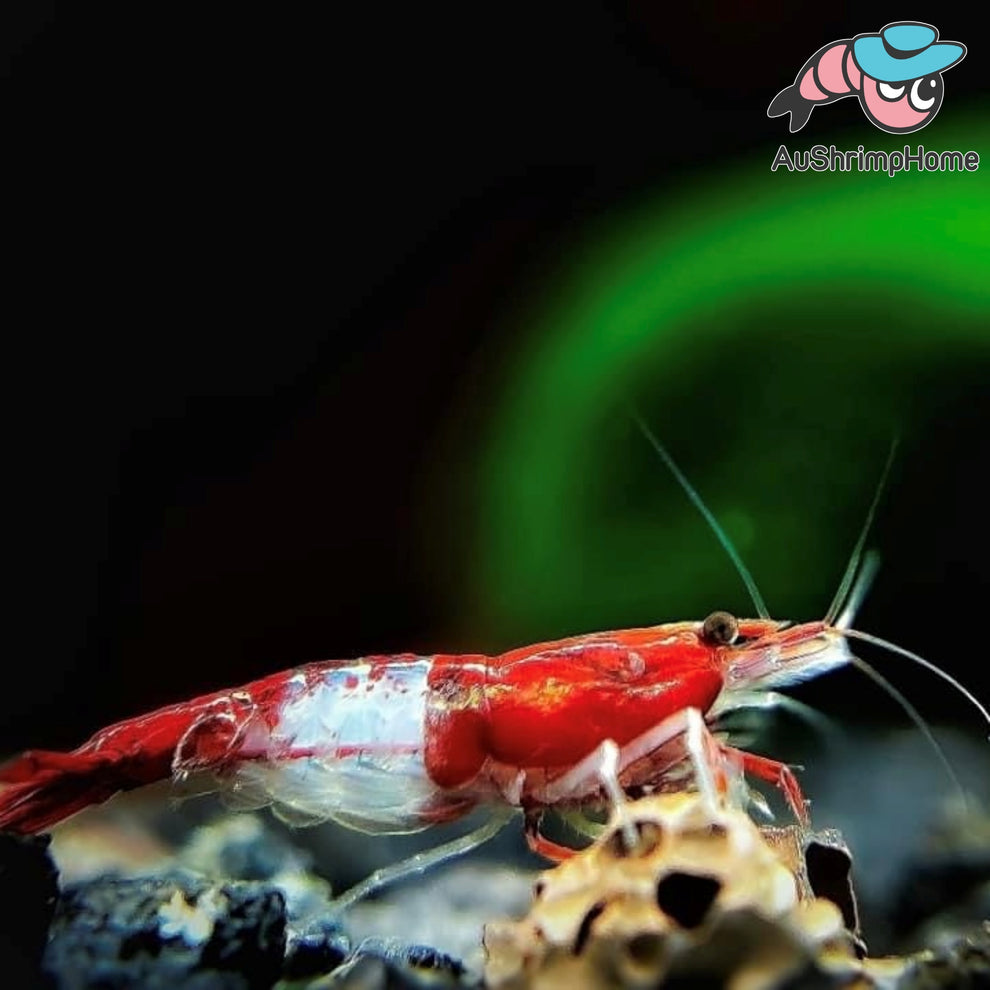 Red Rili Cherry Shrimp| Neocaridina Shrimp for Sale Australia ...