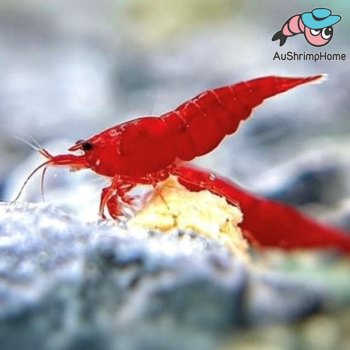 AuShrimphome – Australia Shrimp Home™