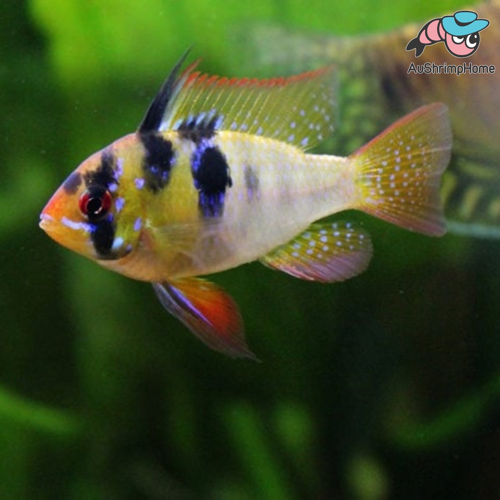 German Blue Ram for Sale | Buy Aquarium Fish Online Australia ...