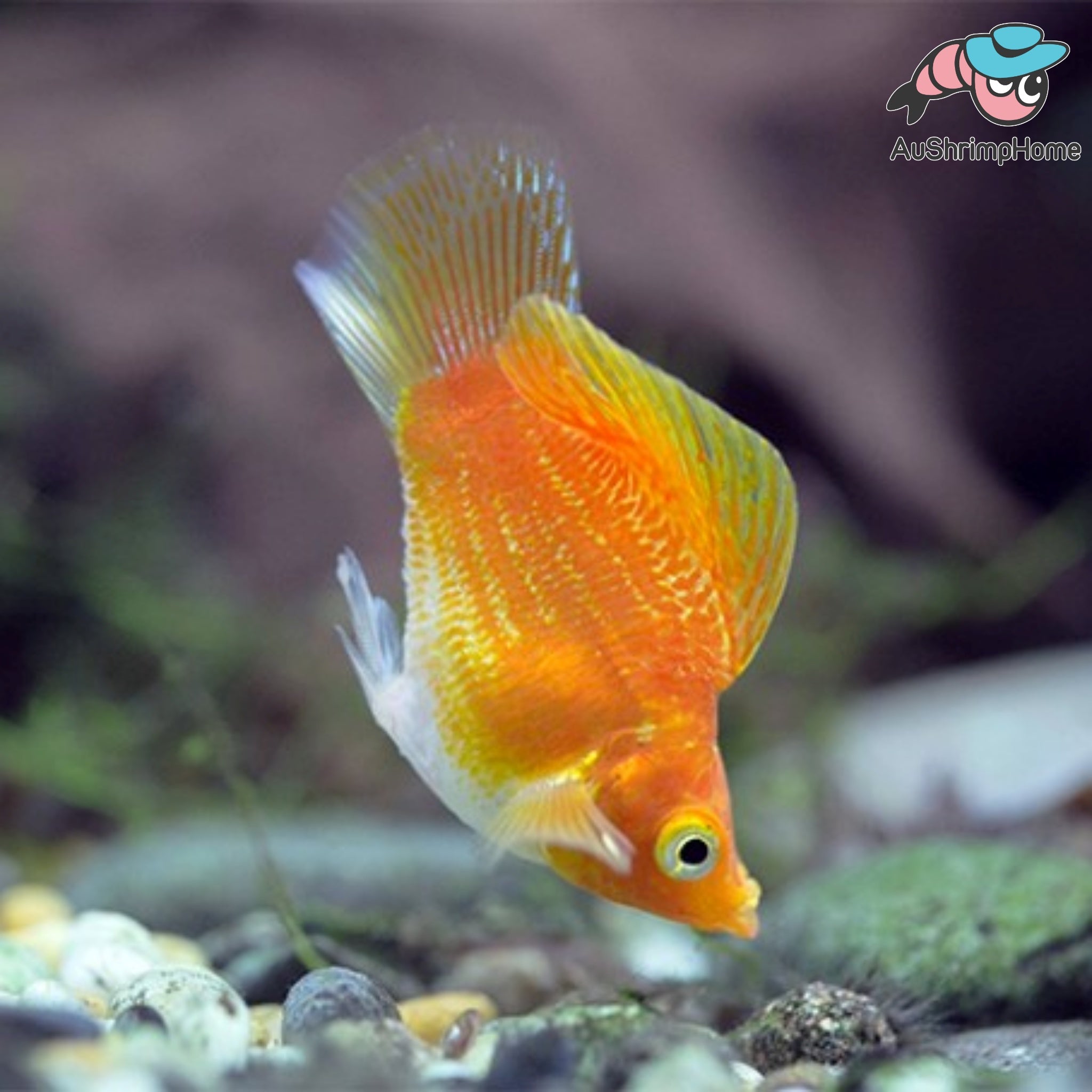 Buy Balloon Molly Fish | Aquarium Fish for Sale Online Australia ...