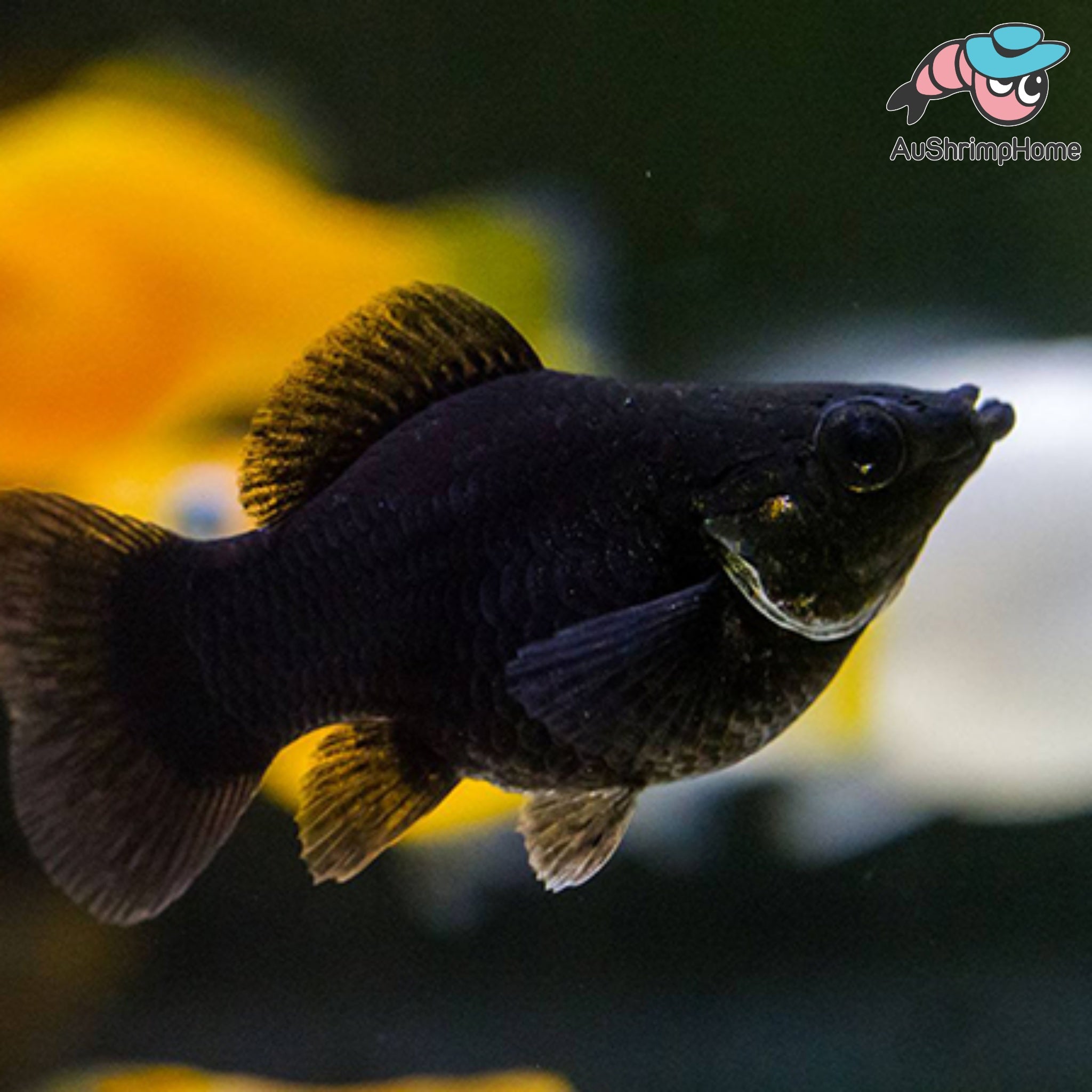 Buy Balloon Molly Fish | Aquarium Fish for Sale Online Australia ...