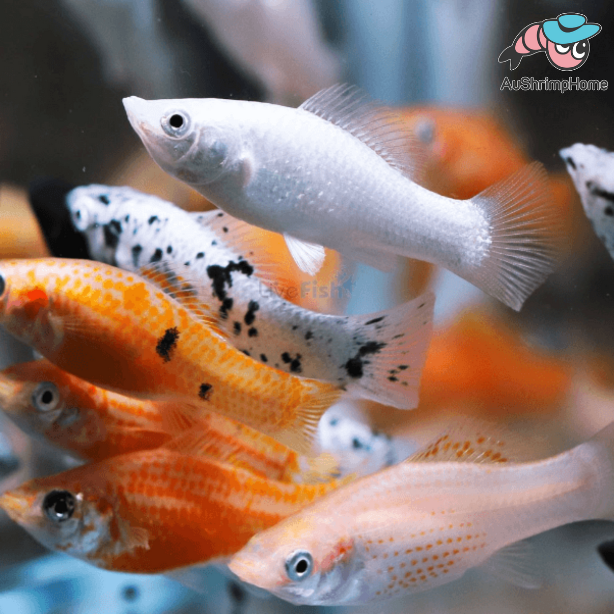 Buy Molly Fish | Aquarium Fish for Sale Online Australia | AuShrimpHome ...