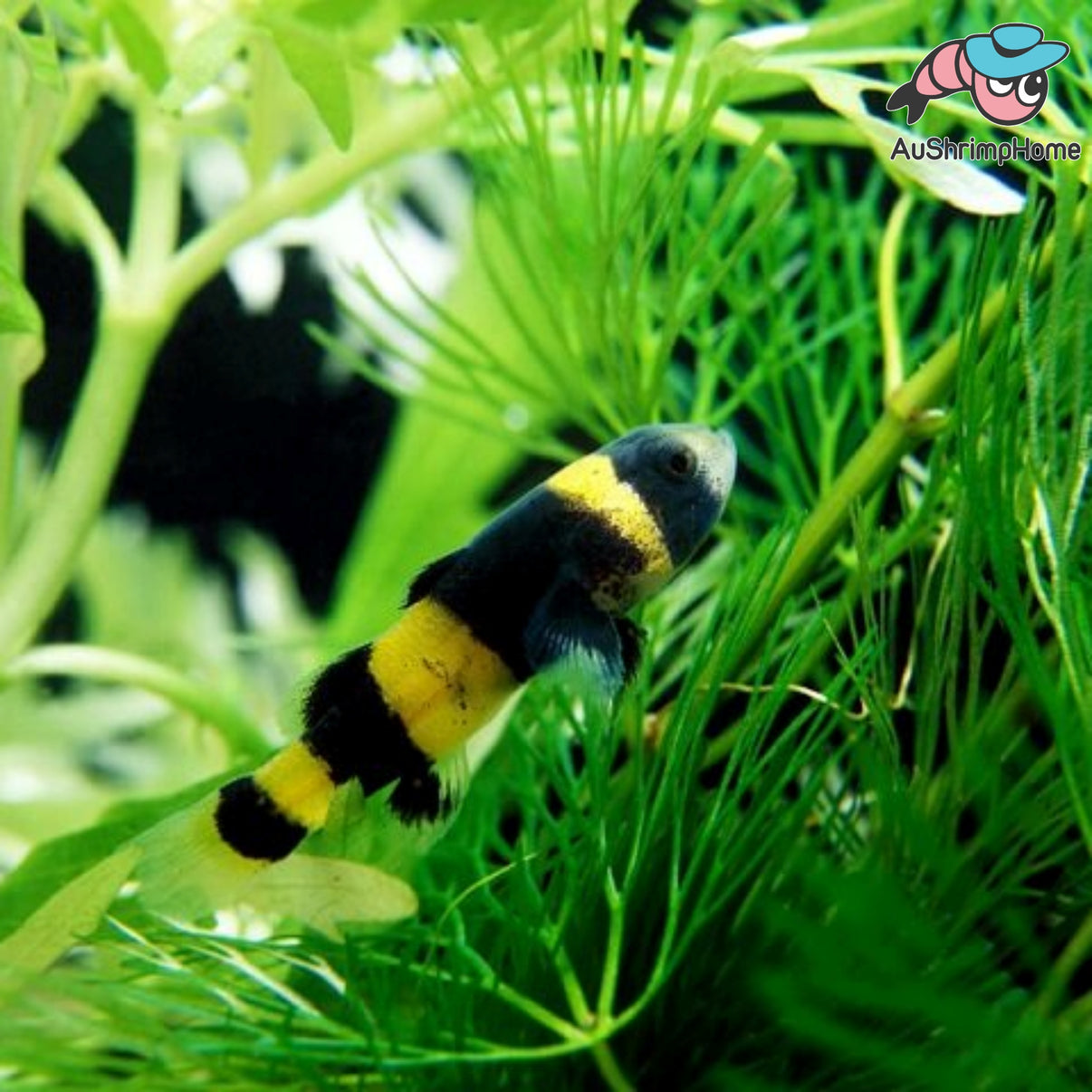 Bumble Bee Goby | Buy Aquarium Fish Online Australia | AuShrimpHome ...