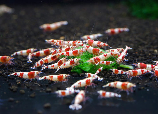 AuShrimphome – Australia Shrimp Home™
