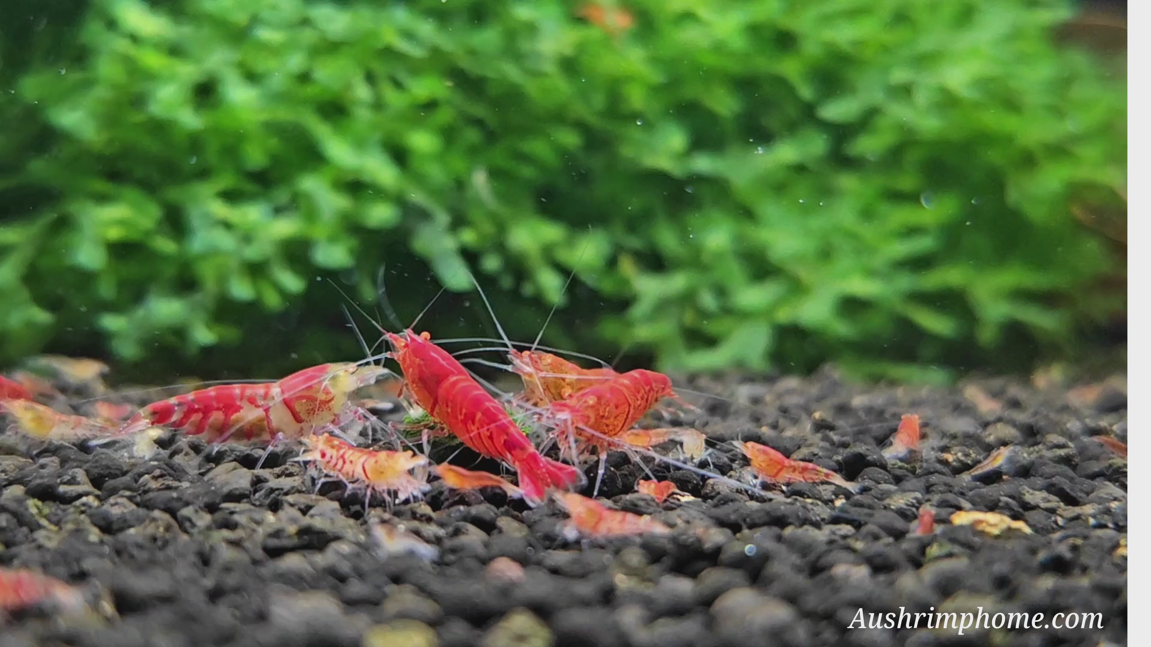 Orange Eyes Red Tiger Shrimps for SALE | Aquarium Shrimps Australia ...