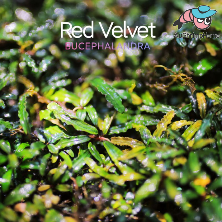 Bucephalandra Red Velvet - Beautiful and Hardy Aquatic Plant for ...
