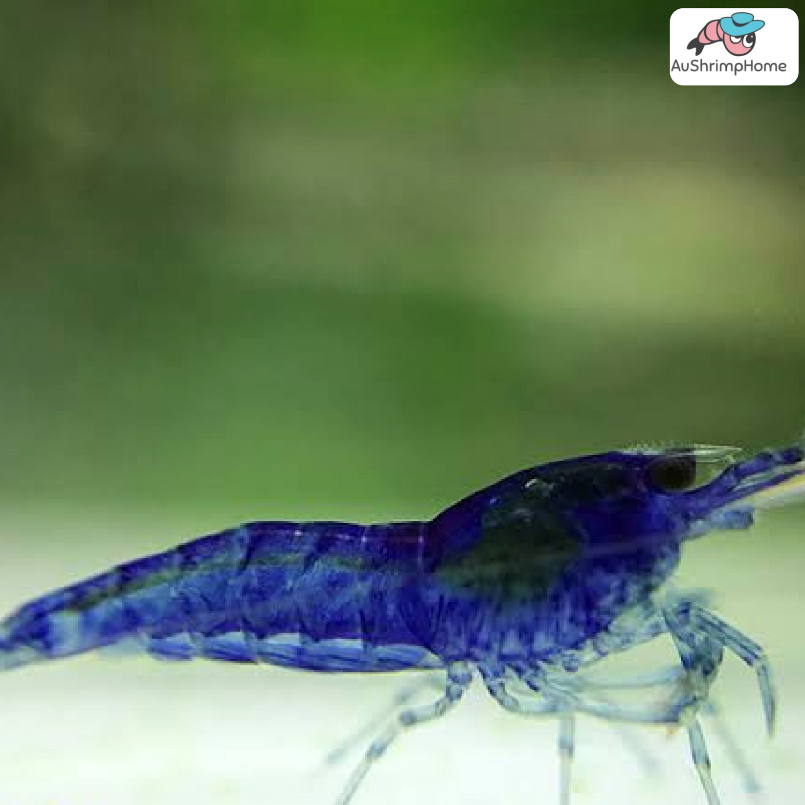 Blue Dream Shrimp| Blue Cherry Shrimp for Sale Australia | AuShrimpHome ...