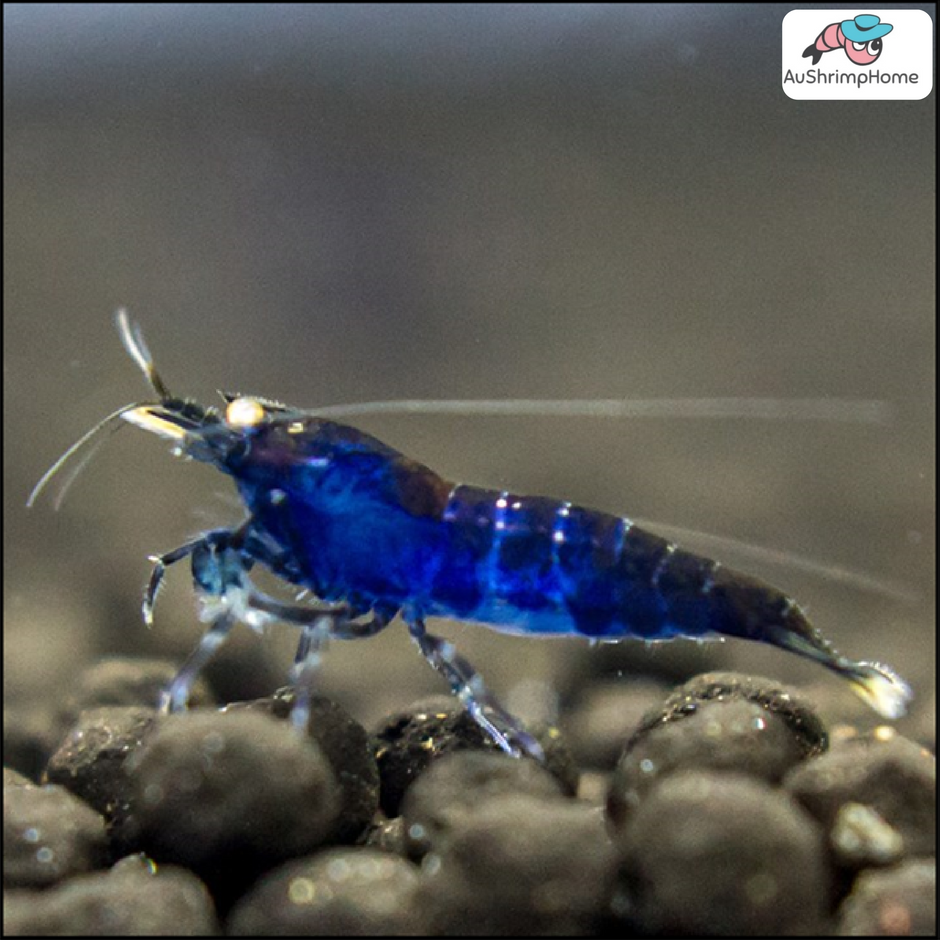 AuShrimphome – Australia Shrimp Home™