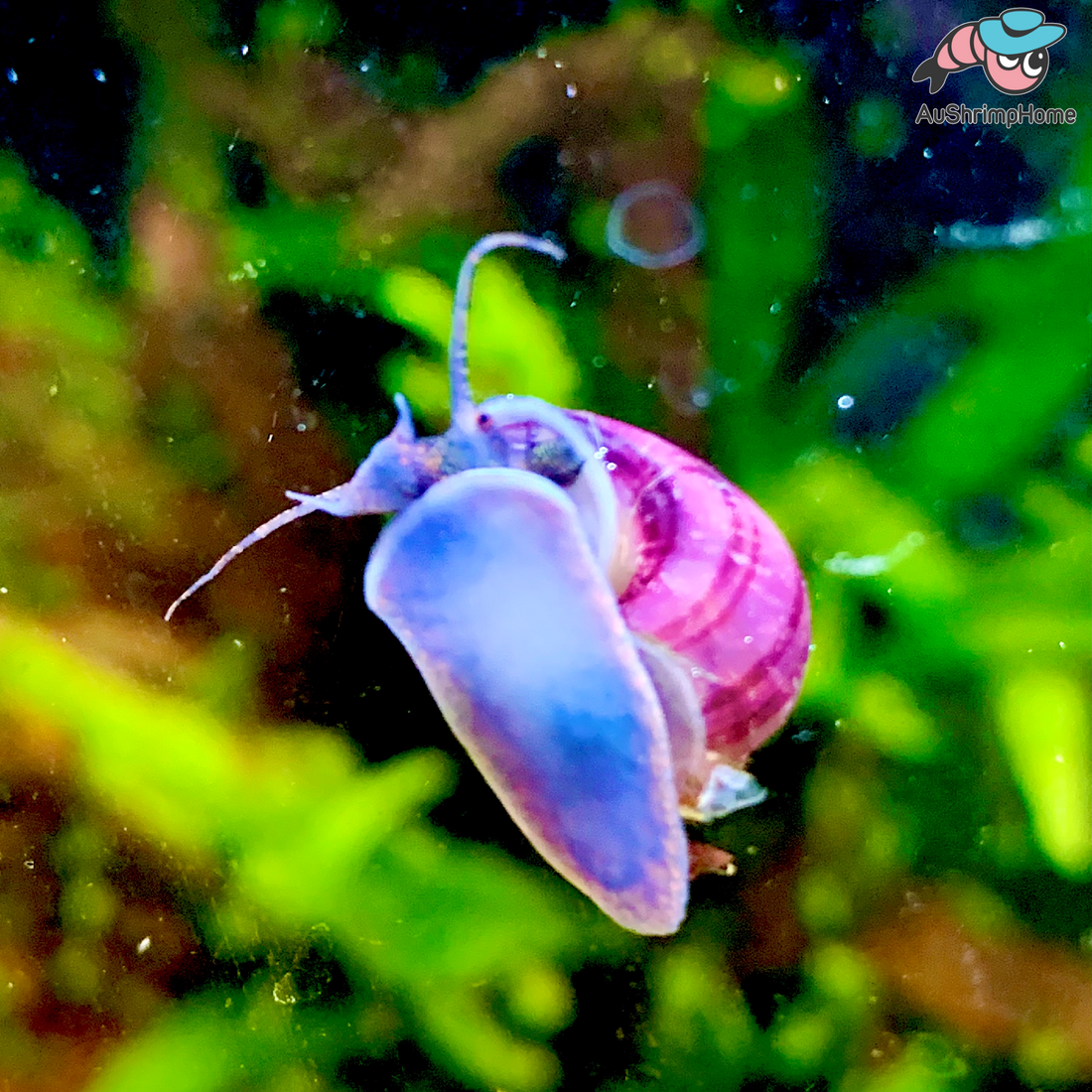 Purple Mystery Snails for Sale | Beautiful and Beneficial Addition to ...