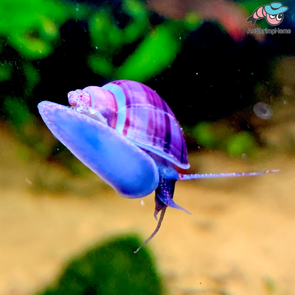 Purple Mystery Snails for Sale | Beautiful and Beneficial Addition to ...