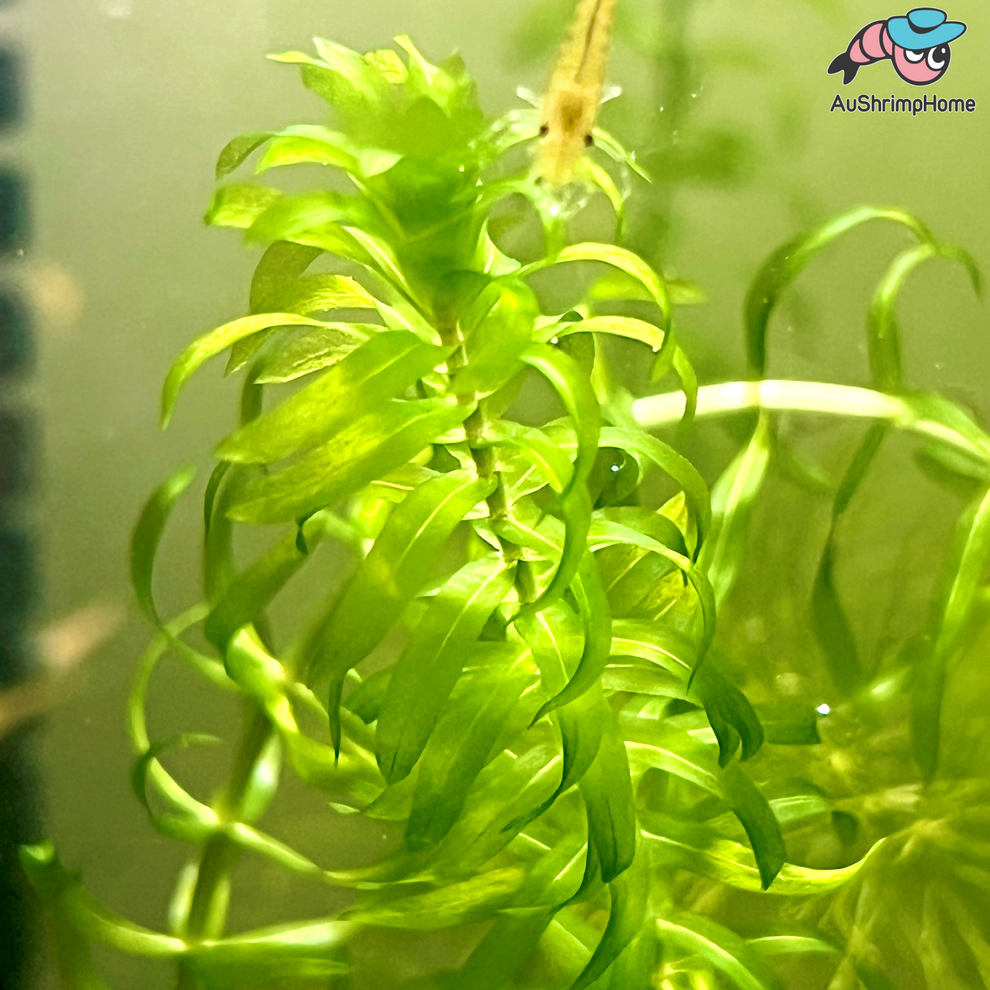 Anacharis Plant | Egeria densa for Aquarium Shrimp Fish Tank ...