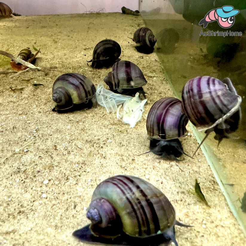 Purple Mystery Snails for Sale | Beautiful and Beneficial Addition to ...