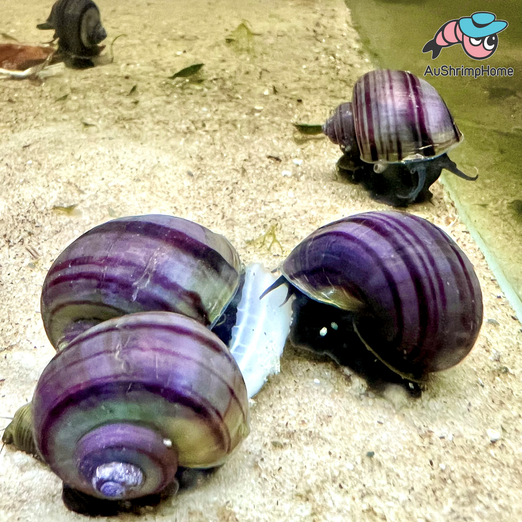Purple Mystery Snails for Sale | Beautiful and Beneficial Addition to ...