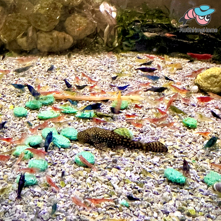 Mixing Color Neocaridina (Skittle) Shrimps for Sale | AuShrimpHome ...