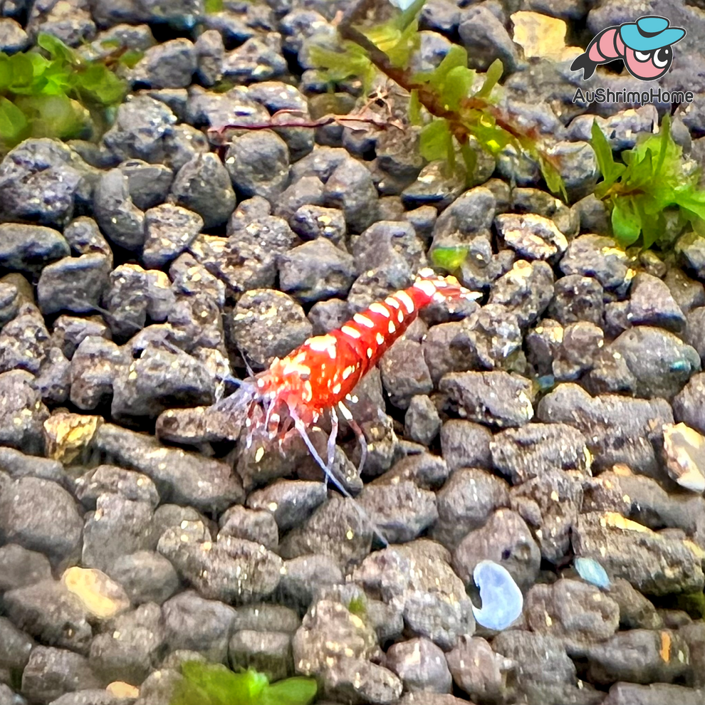 Red Galaxy Fish Bone Pinto Shrimp | Galaxy Shrimp for Sale Australia ...