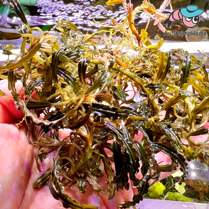 Bucephalandra Red Velvet - Beautiful and Hardy Aquatic Plant for ...