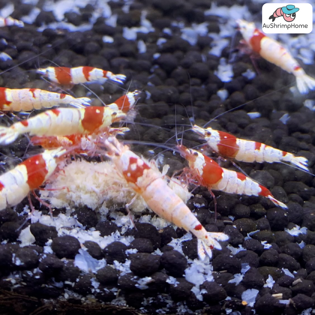 Live Shrimps – Australia Shrimp Home™
