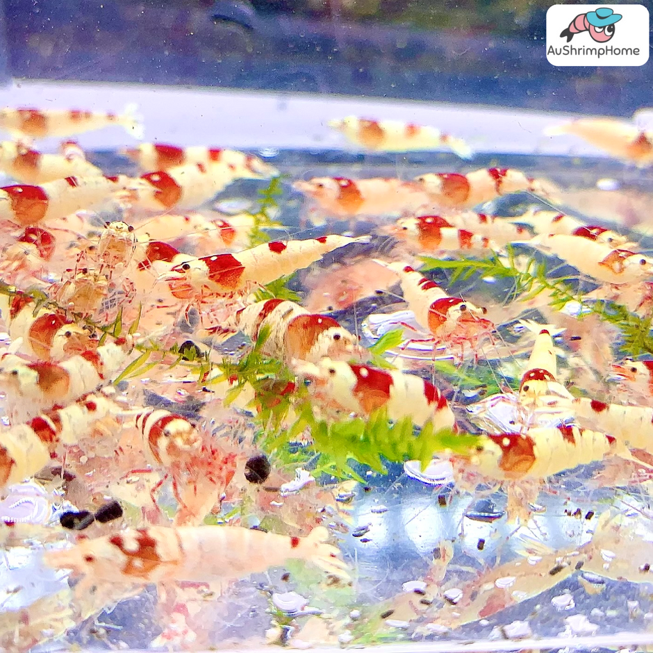 Live Shrimps – Australia Shrimp Home™